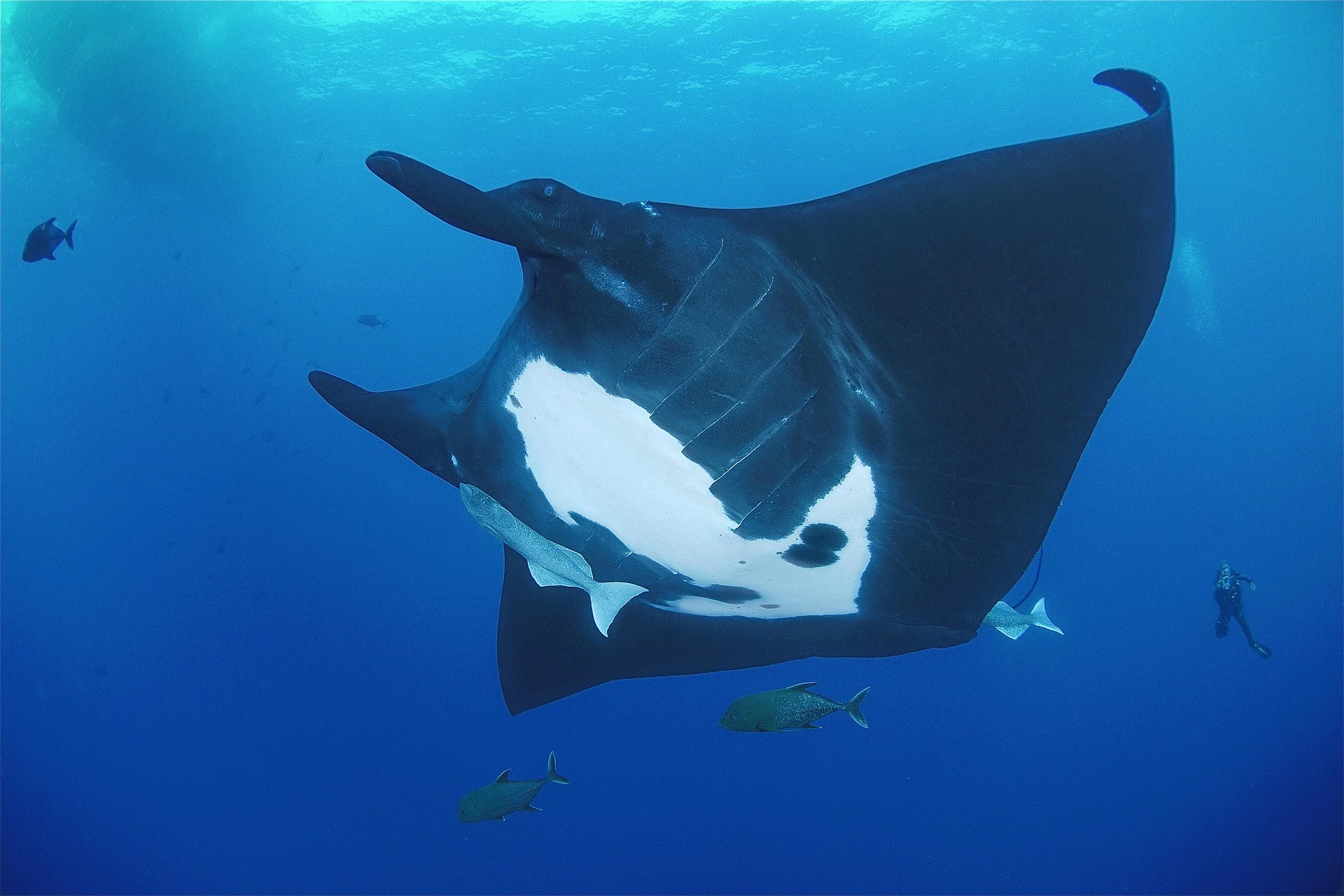 Manta Ray | Happy Under Pressure