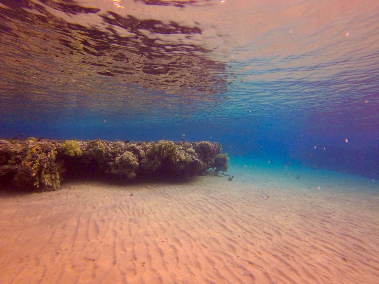 Marsa Bareika , Ras Mohammed National Park| Happy Under Pressure